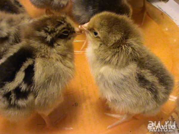 Курица Кучинская Юбилейная