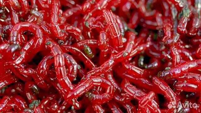 Малинка (Мотыль), Коретра