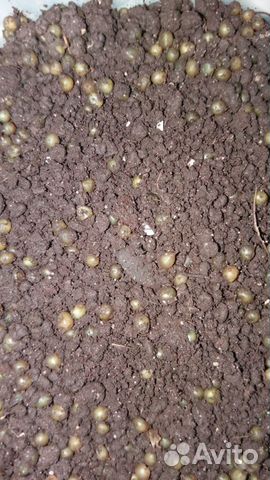 Дендробена венетта, Старатель коконы