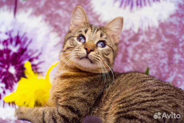 "Особенные" Котята в дар в особенно добрые руки