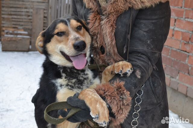 Собаки Федор и Марусенька