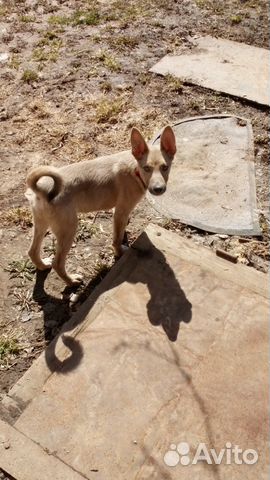 Голубоглазые красавцы братья в дар