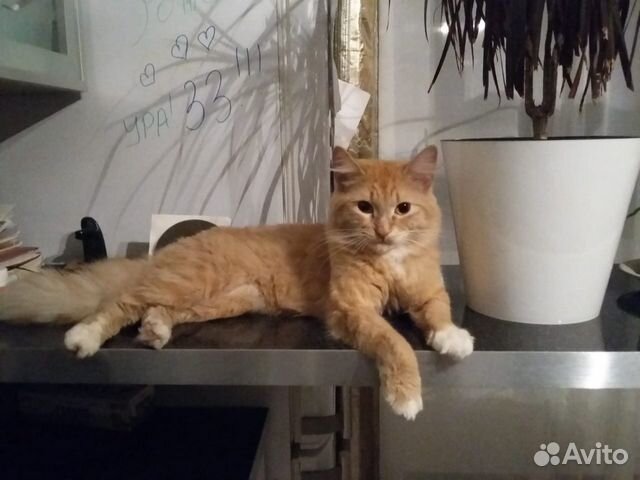 Рыжий котик