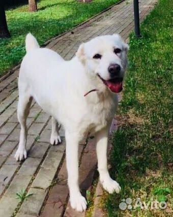 Молодая алабайка в добрые руки