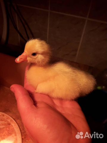 Гусята (Линда)