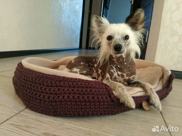 Вязка кобель китайской хохлатой