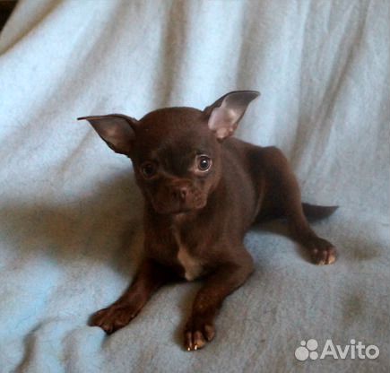 Шоко девочка Герда