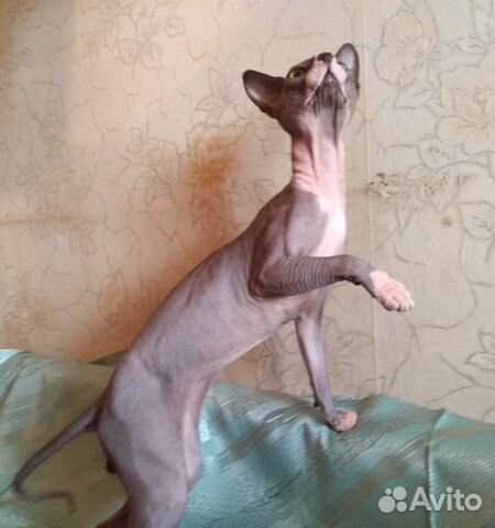 Вязка. Канадский сфинкс