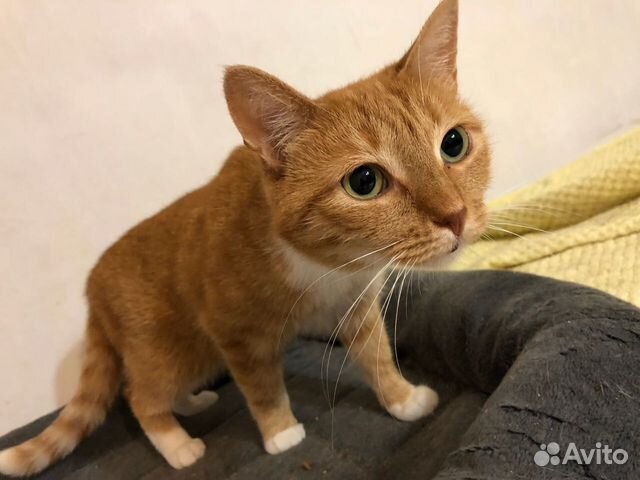 Лисена в дар, в добрые руки