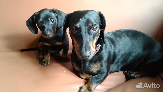 Щенки карликовой таксы