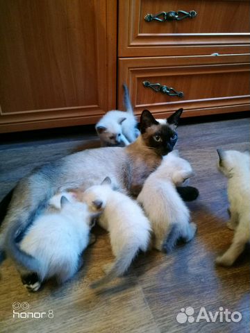 Тайские котята