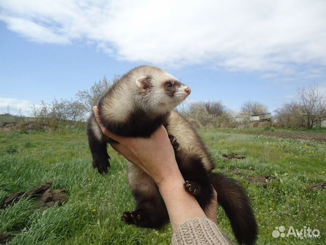 Хорек для вязки