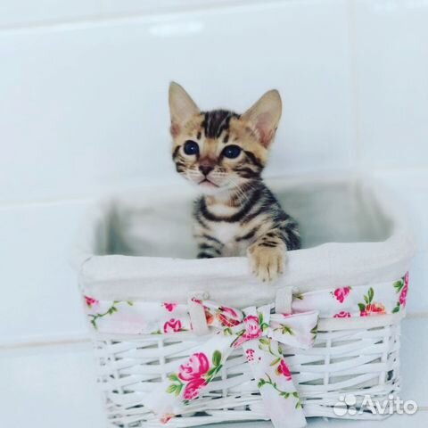 Бенгальские котята