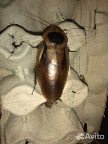 Тараканы Blaberus giganteus