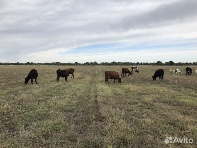 Дойные коровы и козы