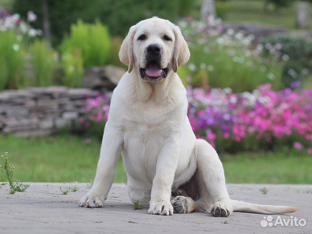 Питомник Керол Рут предлагает палевого щенка лабра