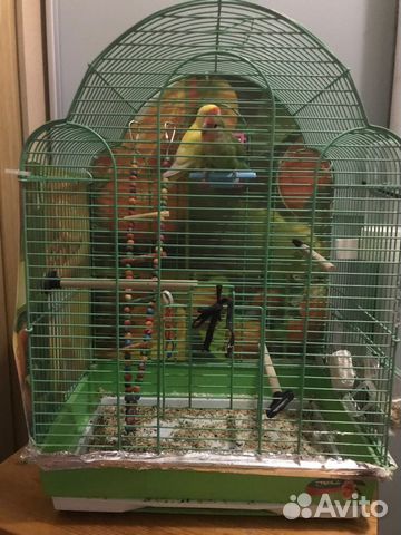 Попугаи неразлучники