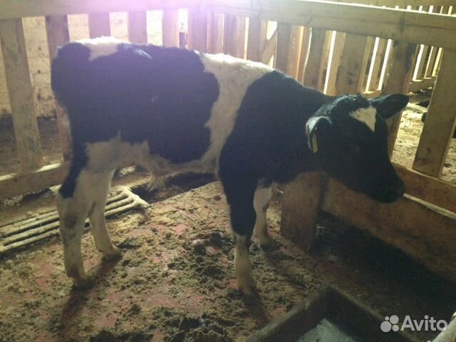 Бычки 3-4 месячные