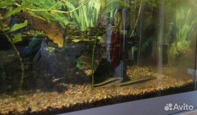 Сиамский водорослеед