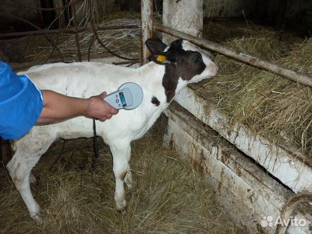 Чипирование коров