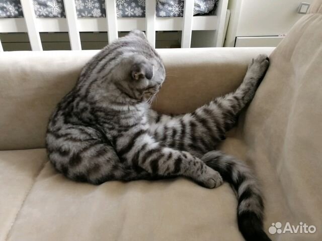 Вислоухий шотландский красавчик ждёт невесту