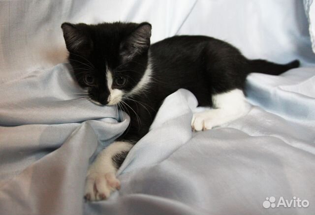 Маленькая игрунья Забава - девочка 2 мес. в дар