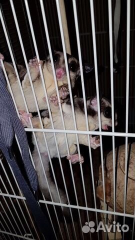 Белка-летяга. Пара