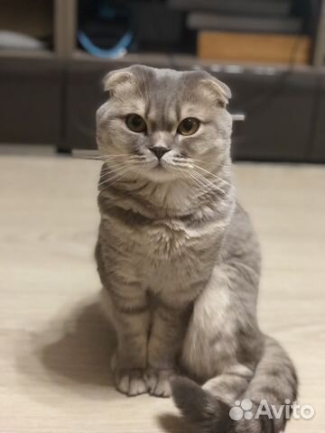 Вязка с титулованным шотландским вислоухим котом