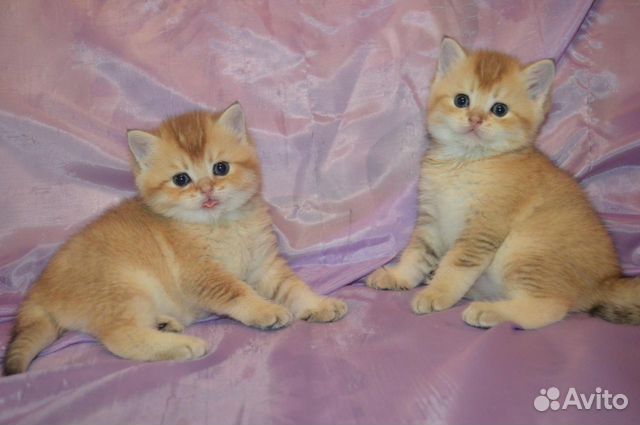 Золотые львята