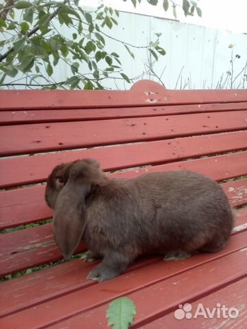 Кролики французский баран