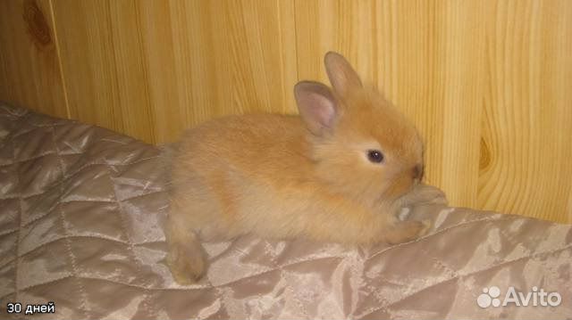 Крольчата 1 месяц
