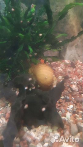 Улитки желтой ампулярии