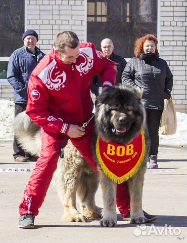 Кобель кавказской овчарки на вязку, 2 года