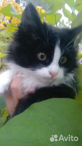 Ангелина 2мес 24.10.18