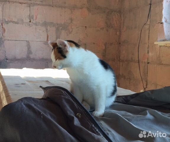 2 ласковых котенка