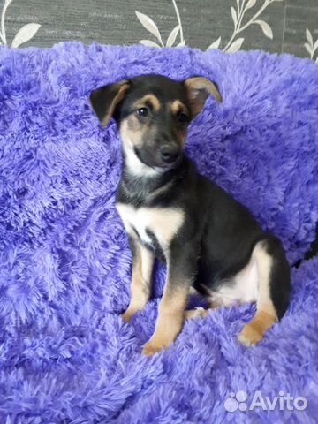 Малыш ищет дом