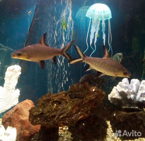 Акулий барбус