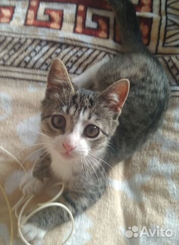 Серополосатая с белым девочка, котенок, 3 мес