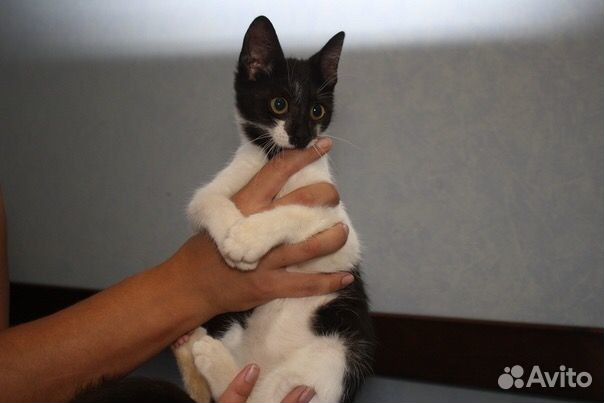 Стёпа ищет дом