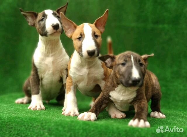 Мини бультерьер кобели