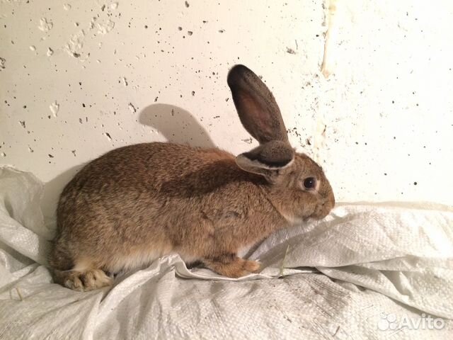 Кролик Серый Великан Самец