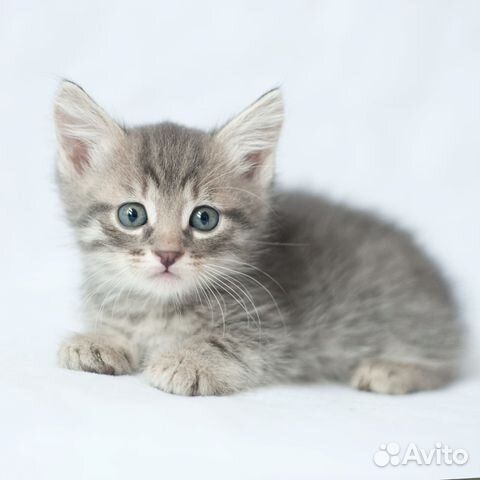 Малыш Кузя ищет семью, котята в дар