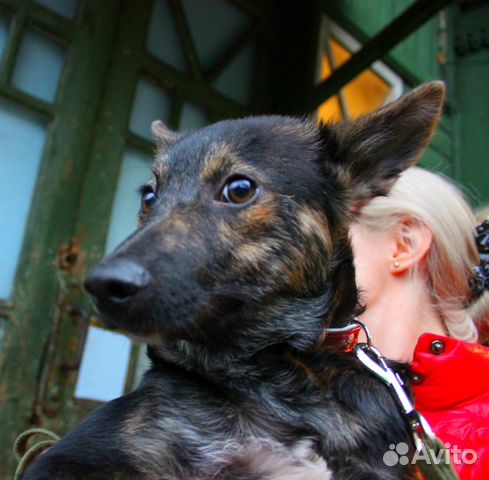 Я то что надо - щенок с красивыми ушами