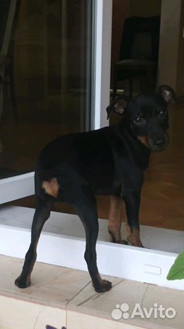 Очеровательный щенок