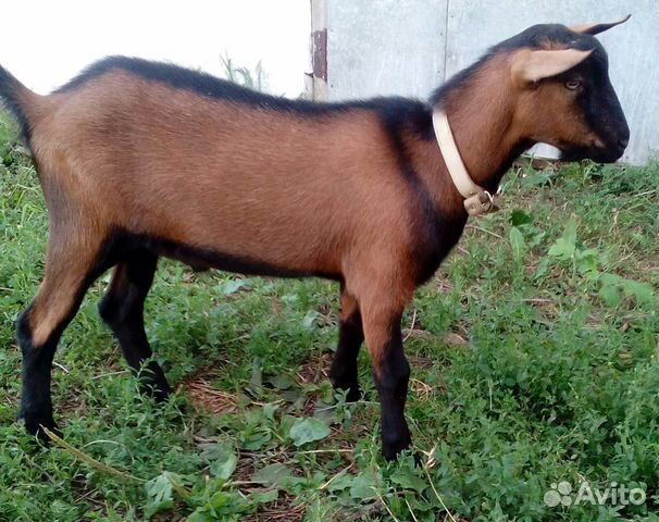 Коза альпонубийская