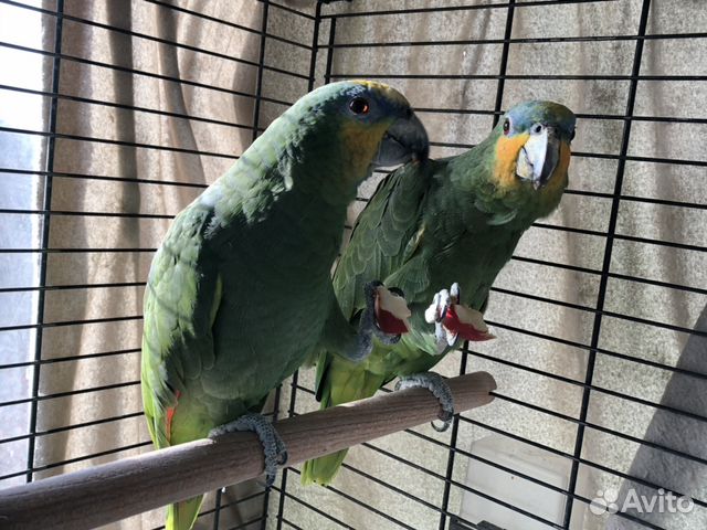 Венесуэльские Амазоны, пара