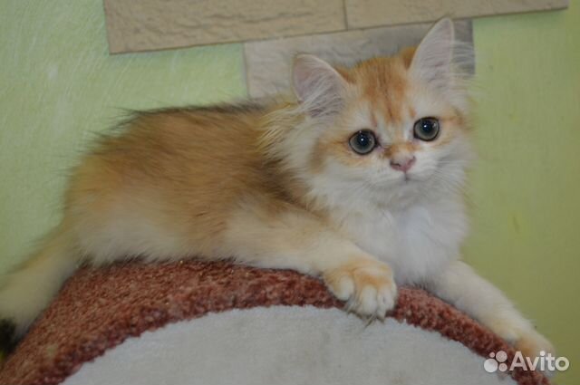 Девочка-лисичка