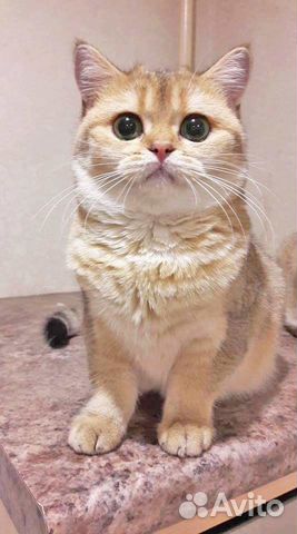 Золотце