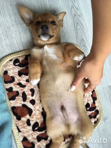 Щенок от той-терьера и пинчера