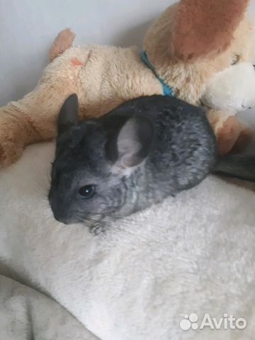 Шиншиллёнок